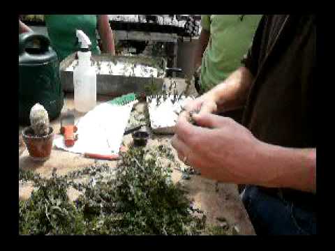 Propagating Juniper Cuttings - YouTube