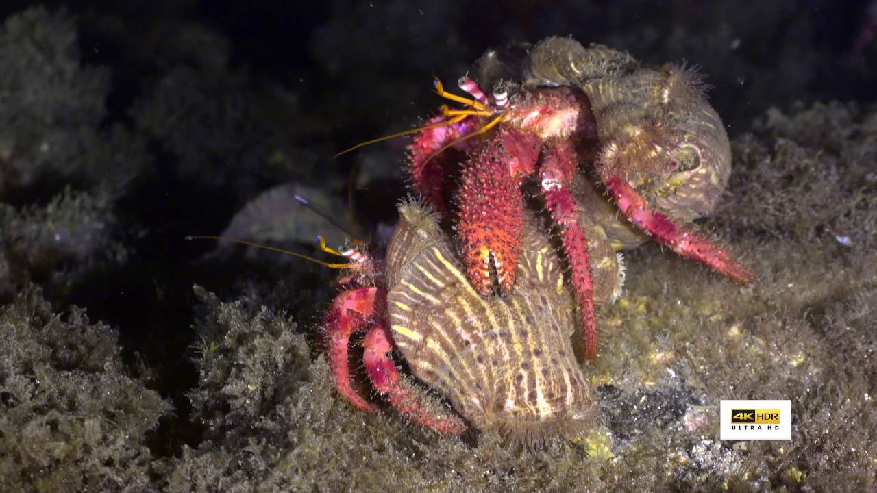 HDR VIDEO: HIGH ABOVE - HDR -4K GATES AX 100 4K housing-SONY AX 100 4K ...