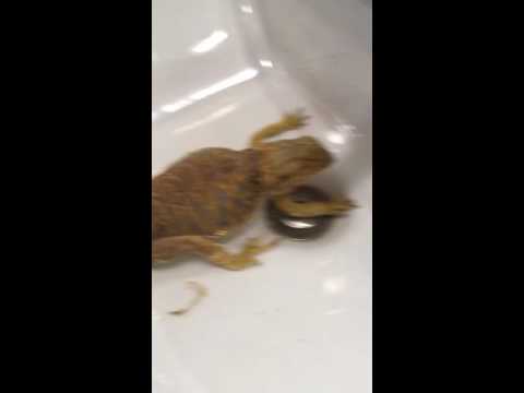 How to treat eye infection on bearded dragons - YouTube