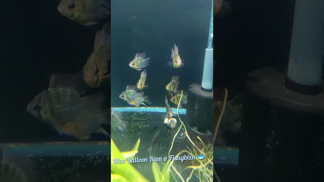 Blue Balloon Ram - YouTube