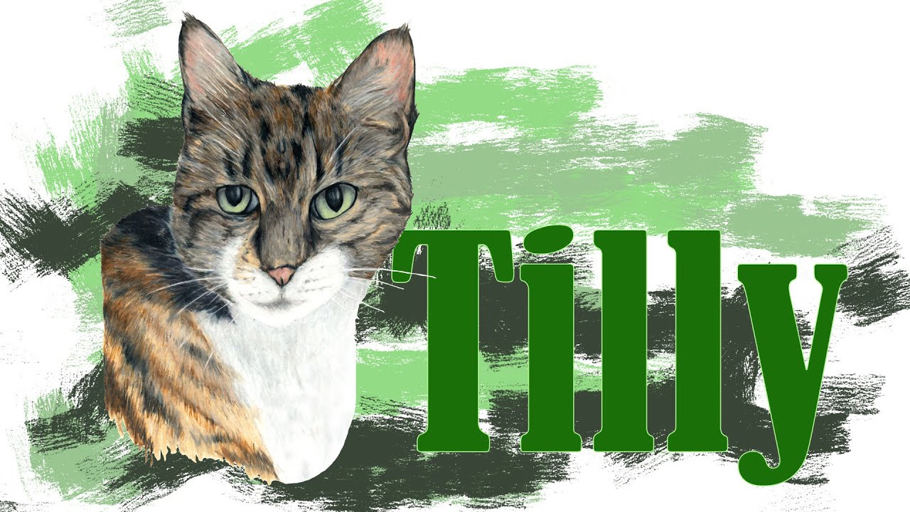 Tilly Cat drawing - YouTube
