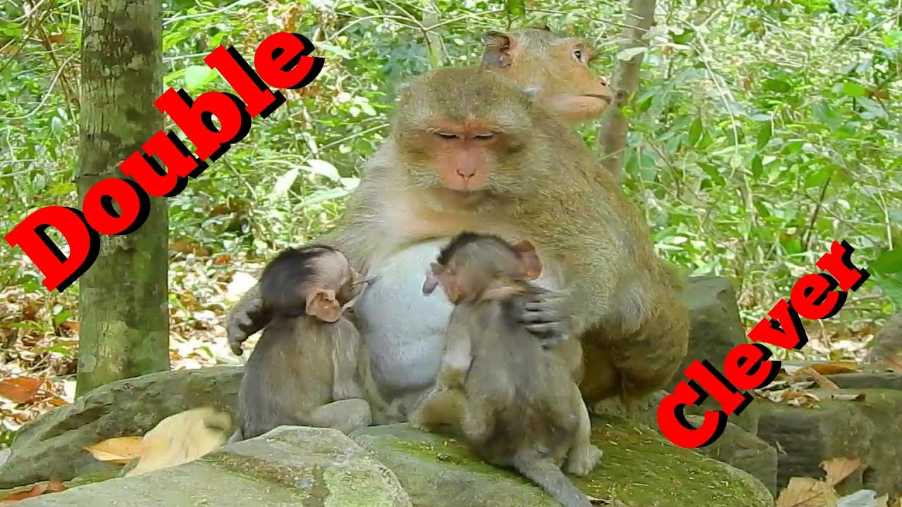 Wow Double Clever! Double Babies Monkey Very Brave, Baby Monkey Make ...