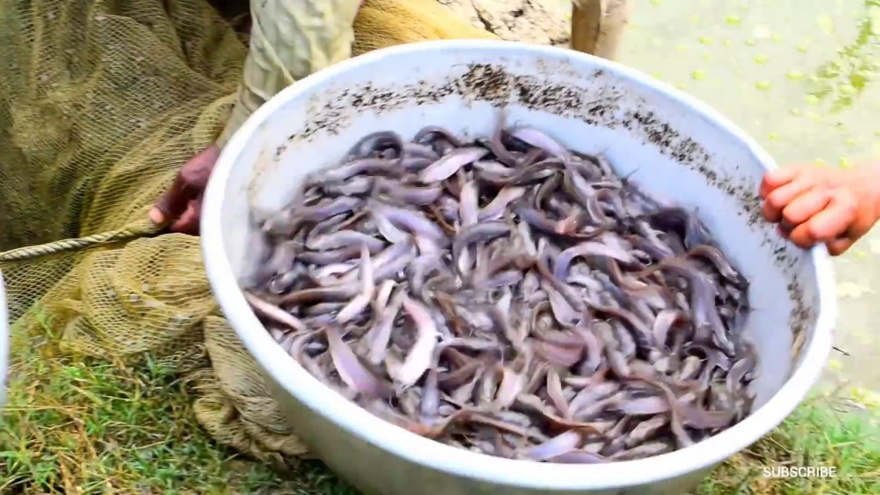What is it like to buy Catfish in India? - Travel Tride - YouTube