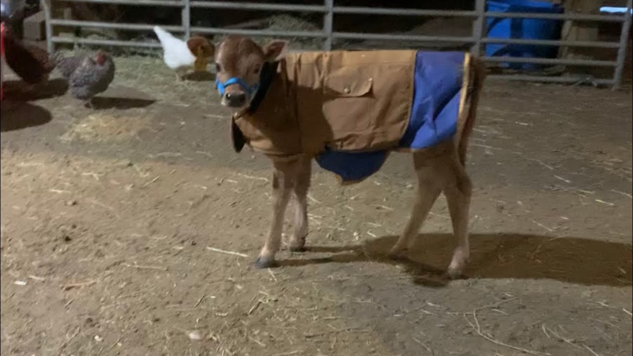 Halter Training Calf - Family Milk Cow - YouTube