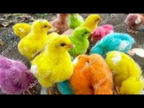 chicken very cute, chicken rainbow, chicken full color and sound of ...