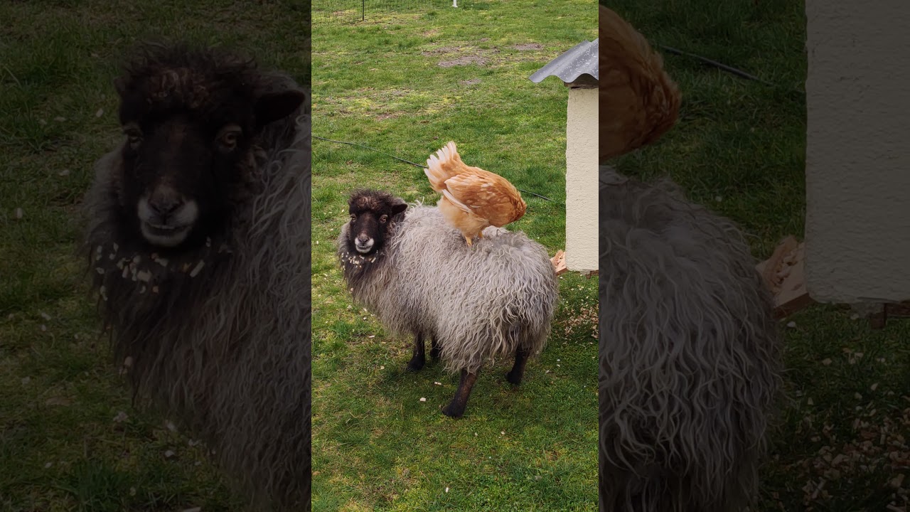 Chicken and Sheep (Best Friends) - YouTube
