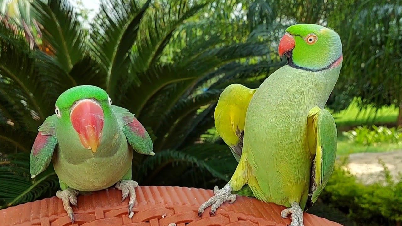So Cute Dancing and Talking Indian Ringneck Parrot | Ringneck Parrot ...