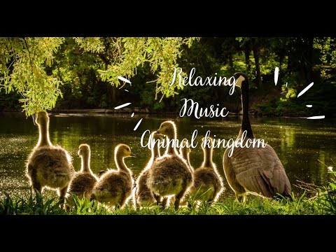 Relaxing and Soothing Animals music meditation relaxing calming sleep ...