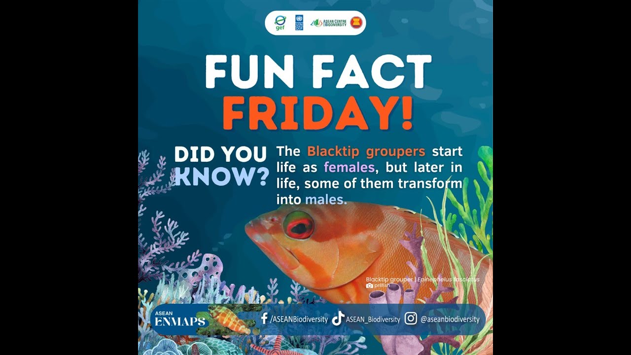 Fun Fact Friday! - Protogynous hermaphroditism - YouTube