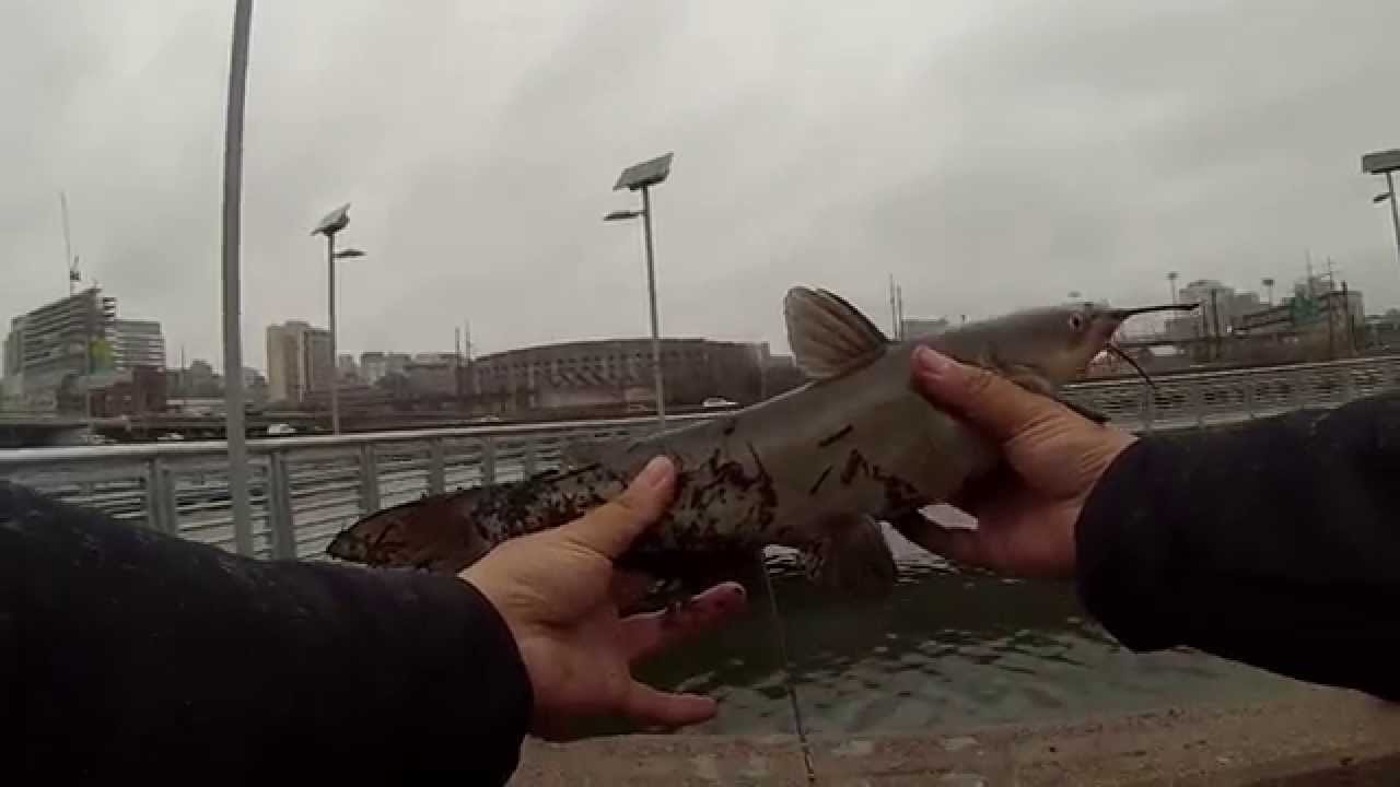 Catfishing the Schuylkill River with Nightcrawlers (Philadelphia, PA ...
