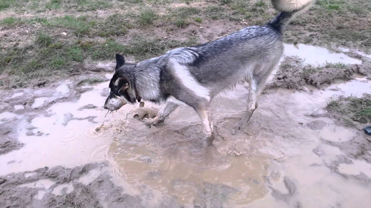 How to be a soggy bog dog - by princess puppy paws - YouTube