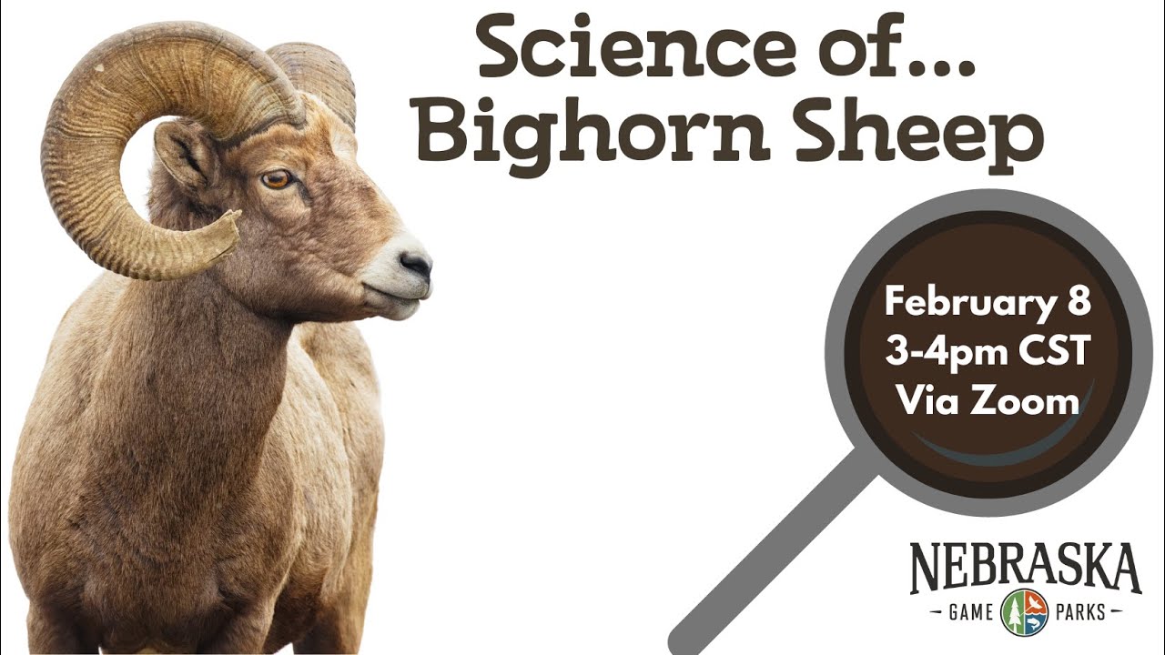 Science of...Bighorn Sheep - YouTube
