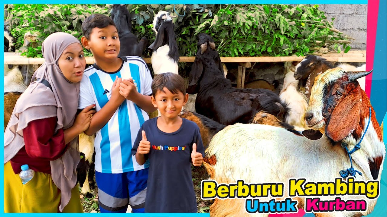 Berburu Kambing Qurban Di Bali | Ada Anak Kambing Lucu Mimik Susu🍼Praya ...