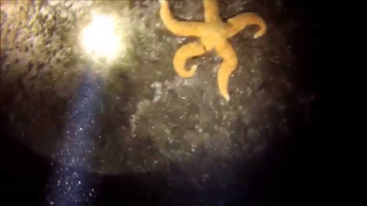 Alki Scuba Diving - Cove 2 - Day & Night - 2.23.13 - YouTube