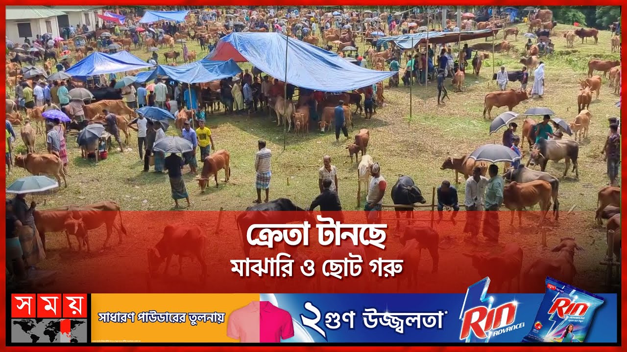 এবার কোরবানির হাটে গরুর দাম কেমন? | Qurbanir Haat | Eid al-Adha 2024 ...