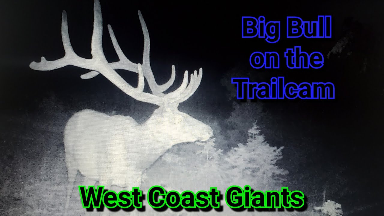 In search for Giant Muleys, found a Giant Bull Elk instead - YouTube