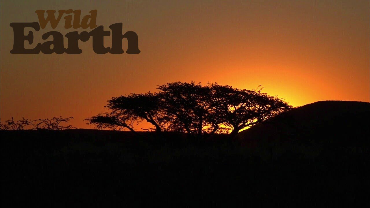 WildEarth - Sunset Safari - 15 July 2020 - YouTube