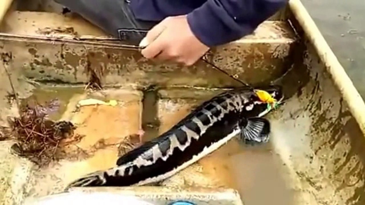 LUCU VIDEO MANCING MANIA - YouTube