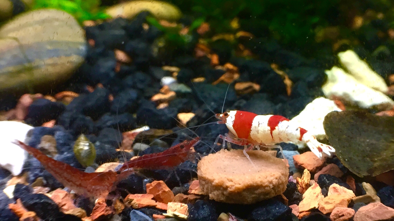 Dwarf Shrimp Feeding [HD] - YouTube