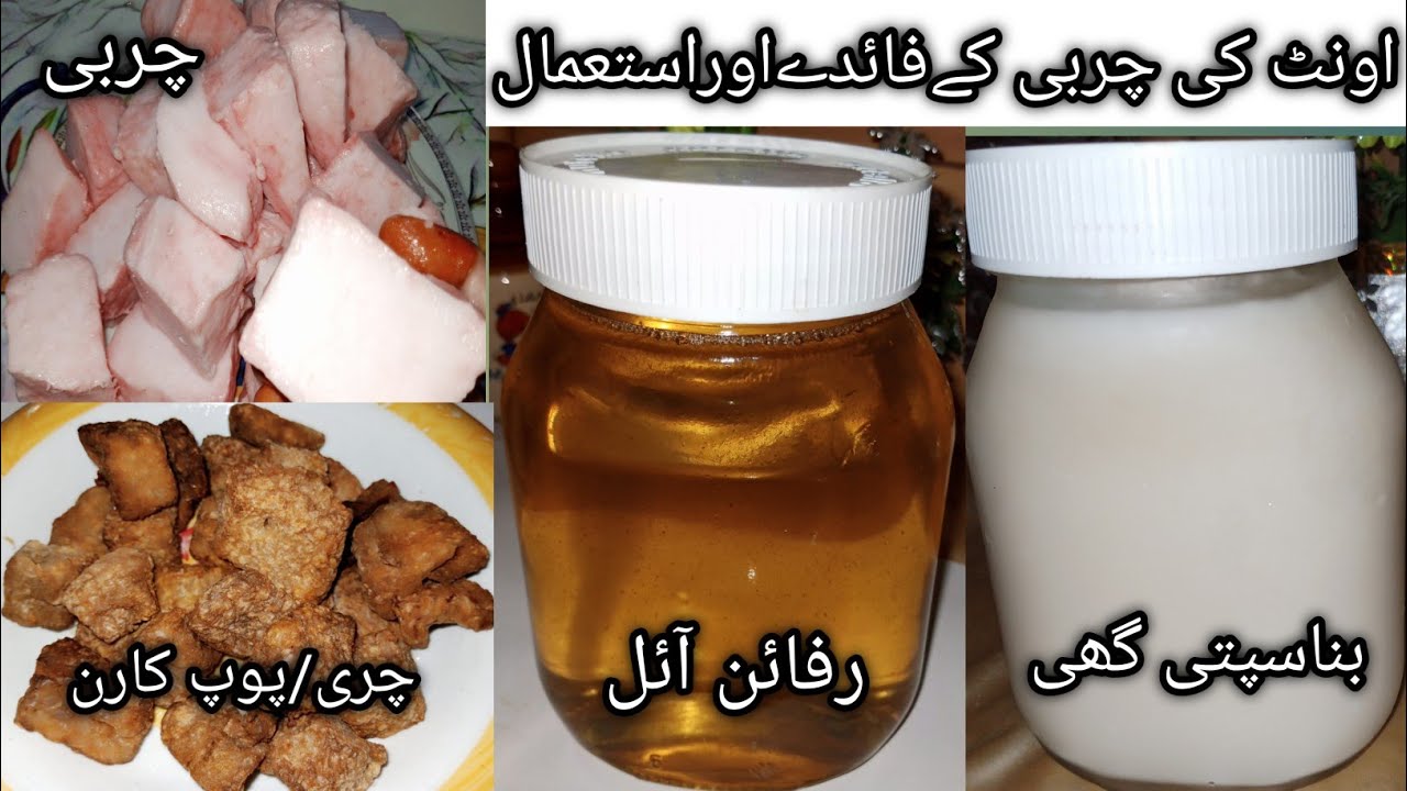 Camel hump fat | How to make camel tallow/pure ghee & fat popcorn ...