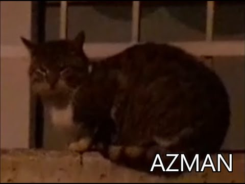 KOMİK KEDİ DİYALOGLARI (funny cat dialogues)