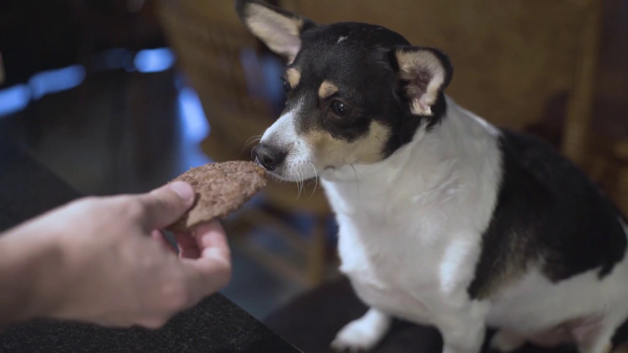 Bentley's Bites | Episode 2 - Bentley's Lovely Patty! - YouTube