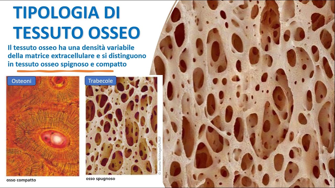 Osso Compatto Mammifero. Tessuto Osseo Spugnoso. Cranio. Sezione