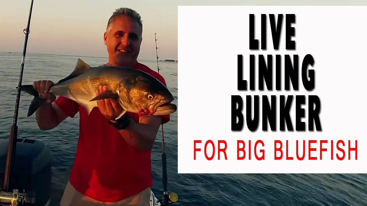 Live lining bunker for big bluefish - YouTube