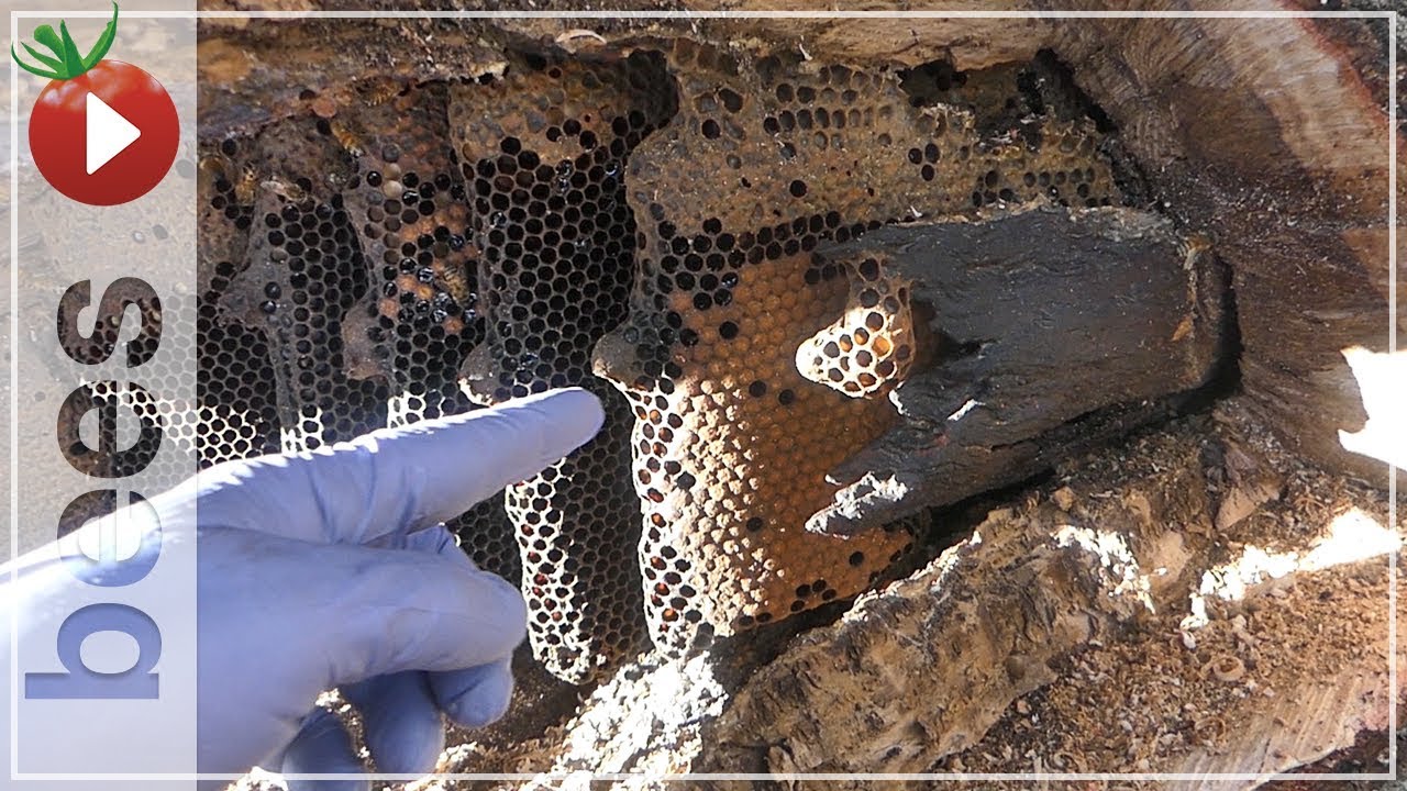 Hive Comb as LONG AS YOUR ARM! - EXTRACTING BEES FROM A LARGE LOG ...