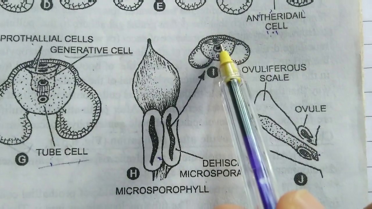 Pine Pollen Grain Labeled
