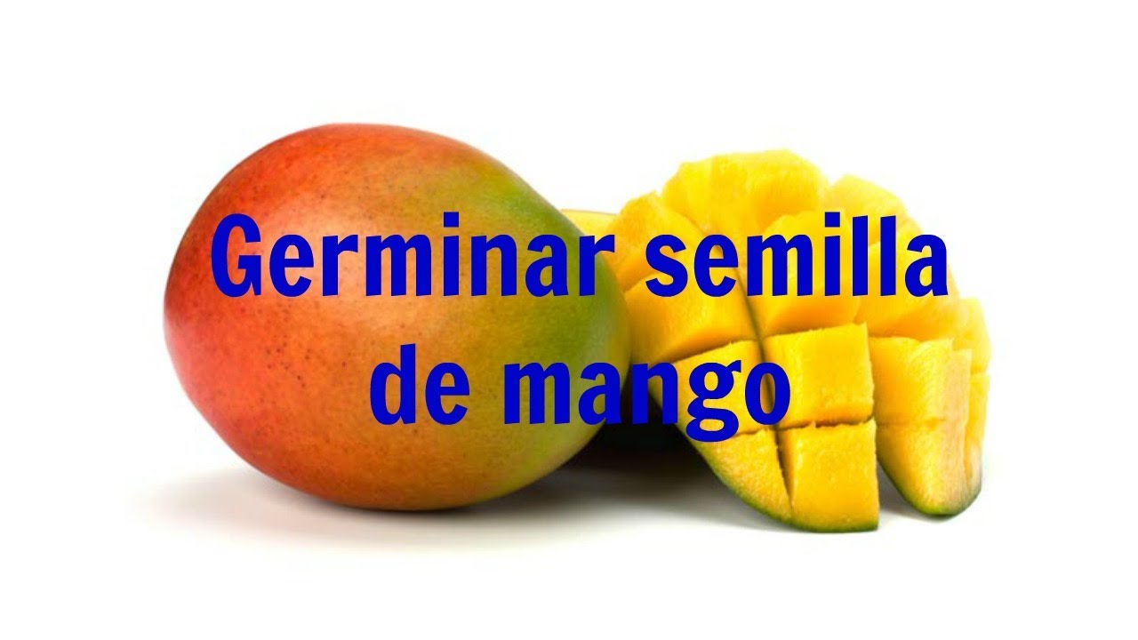 Germinar semilla de mango | Rapido, facil y 100% efectivo - YouTube