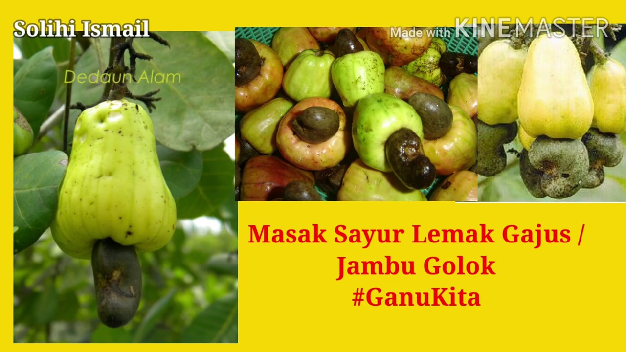 Cara Masak Sayur Lemak Gajus / Jambu Golok - YouTube