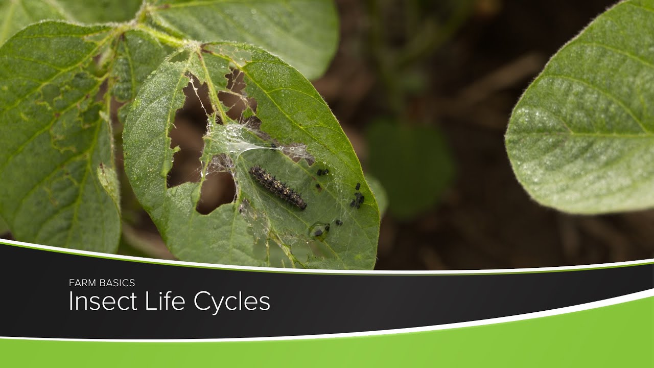 Life Cycle Of A Stick Insect Video Infoupdate Life Cycle Of A Stick Insect Video Infoupdate