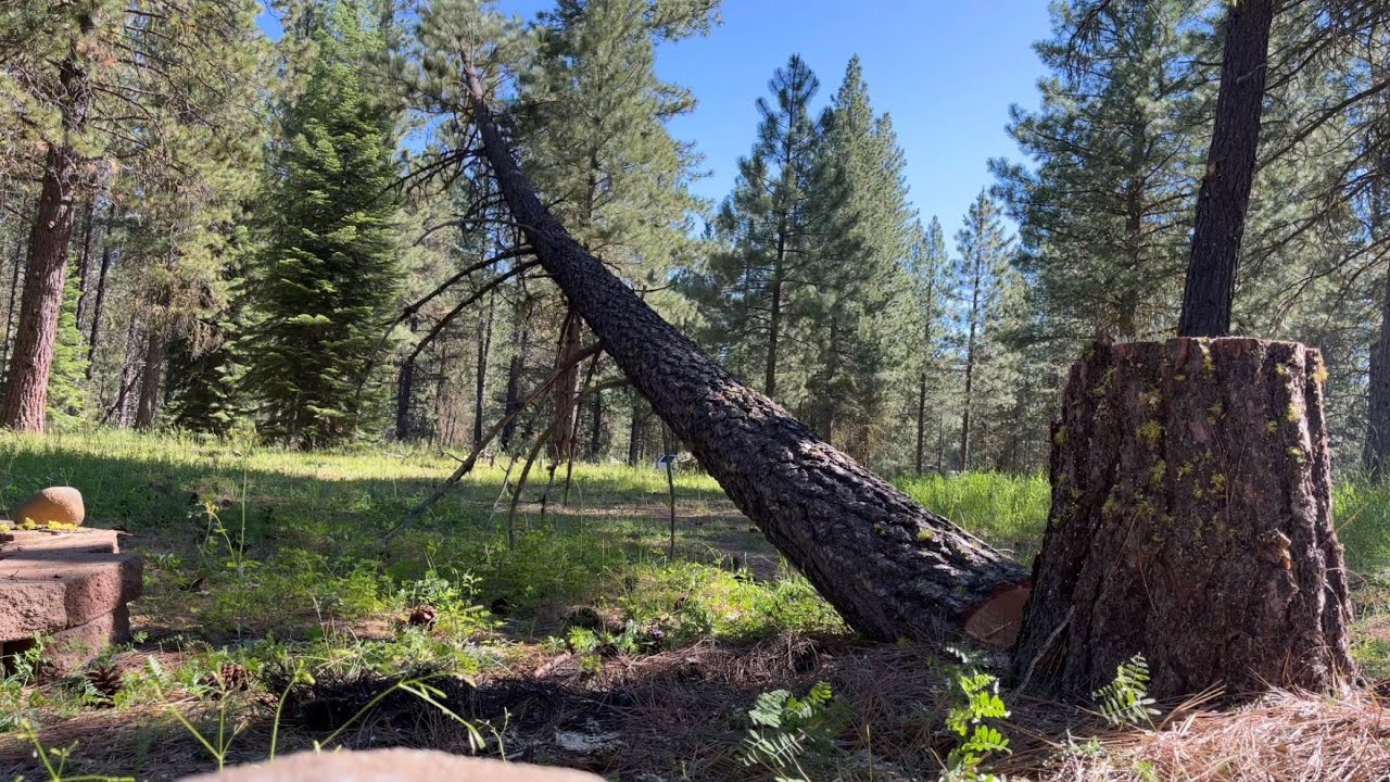 Dangerous tree felling: - YouTube