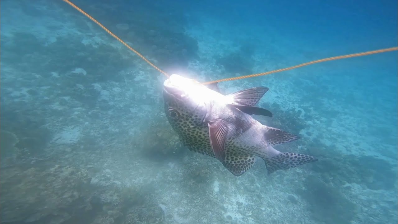 Ep.169 - Nakadali ng Malaking Lipti | New Spot | Catch and Cook - YouTube