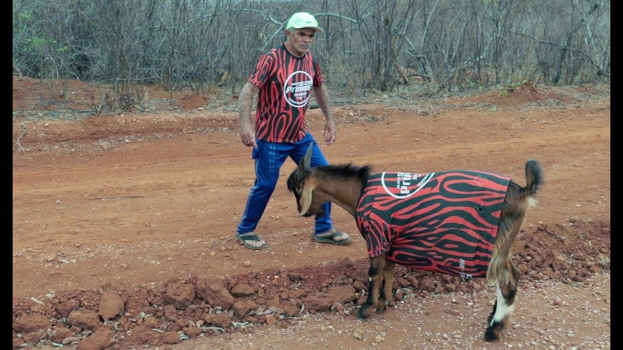 ate o bode entrou na moda de seu antonio - YouTube