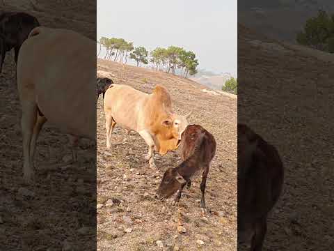 Lai khih khih weka #gaming #pubg #dance #bollywood #farming