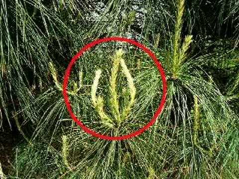 Rude Tree Flips Me Off - YouTube