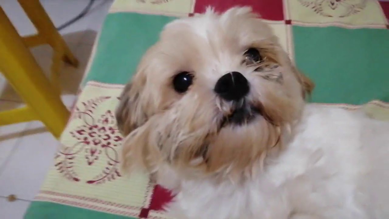 Shih Tzu dog Seika - fable Dog and Wolf - YouTube