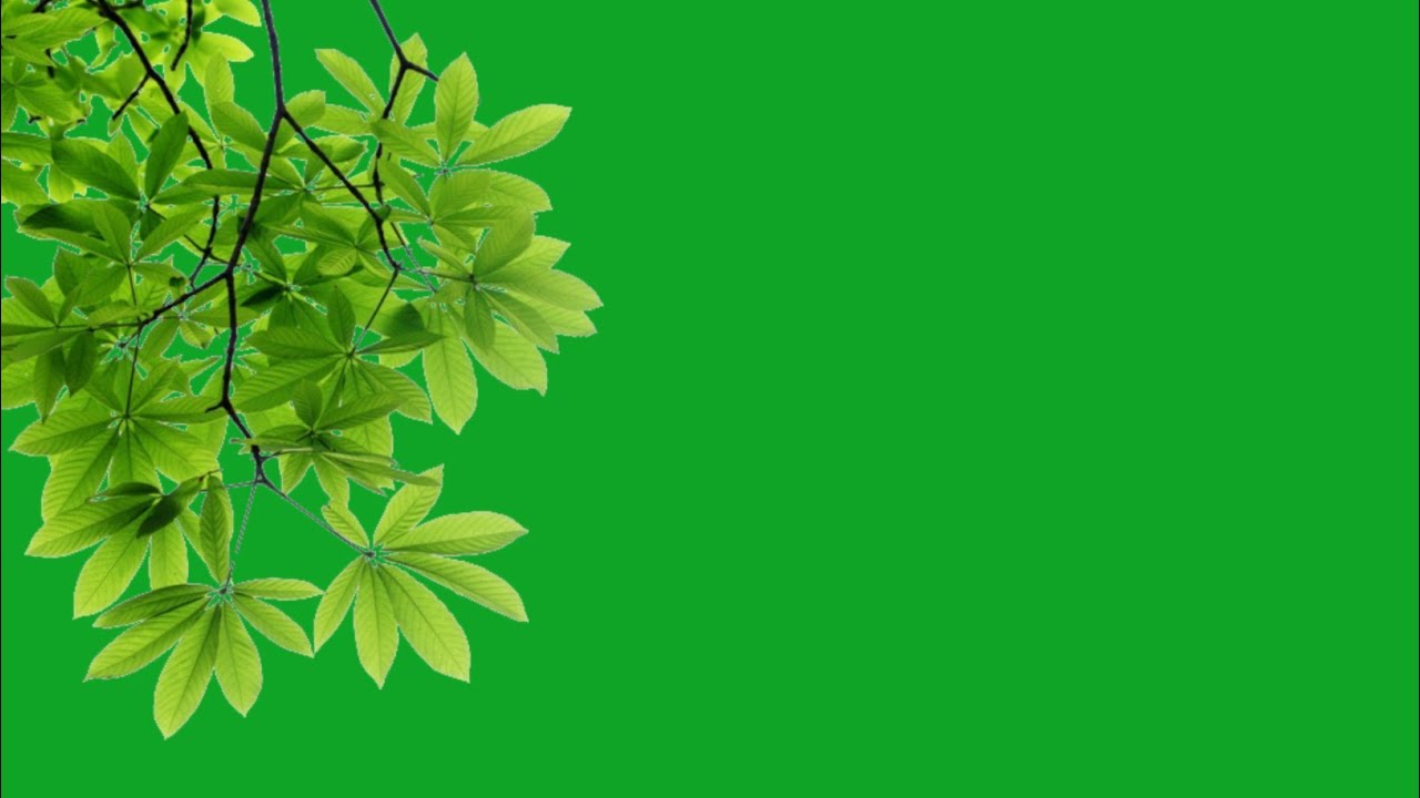 tree branches green screen | leaf flying green screen | green screen ...