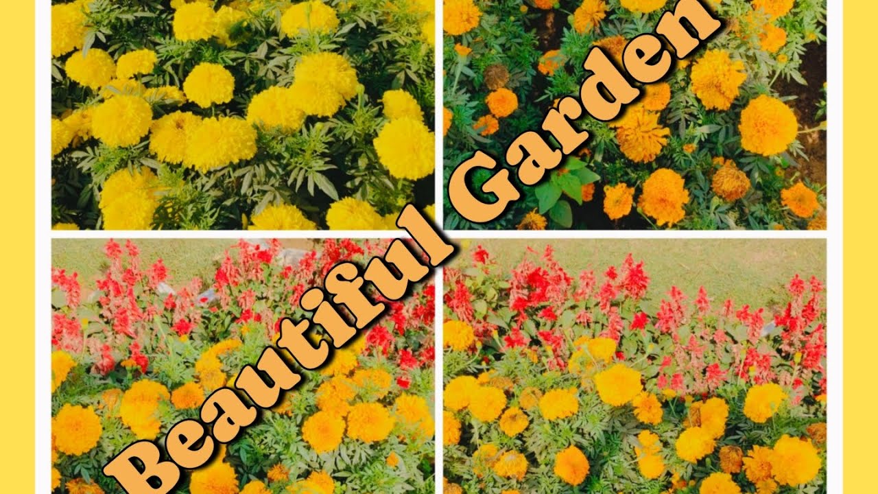 Beautiful Vasant Ritu बगीचे में पीले पीले फूल और चिड़ियों की मधुर आवाज ...