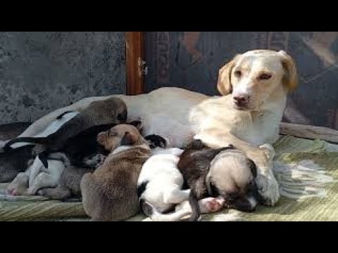 Mama Dog Relaxing With Her Adorable Sleeping Puppies 🐶💖