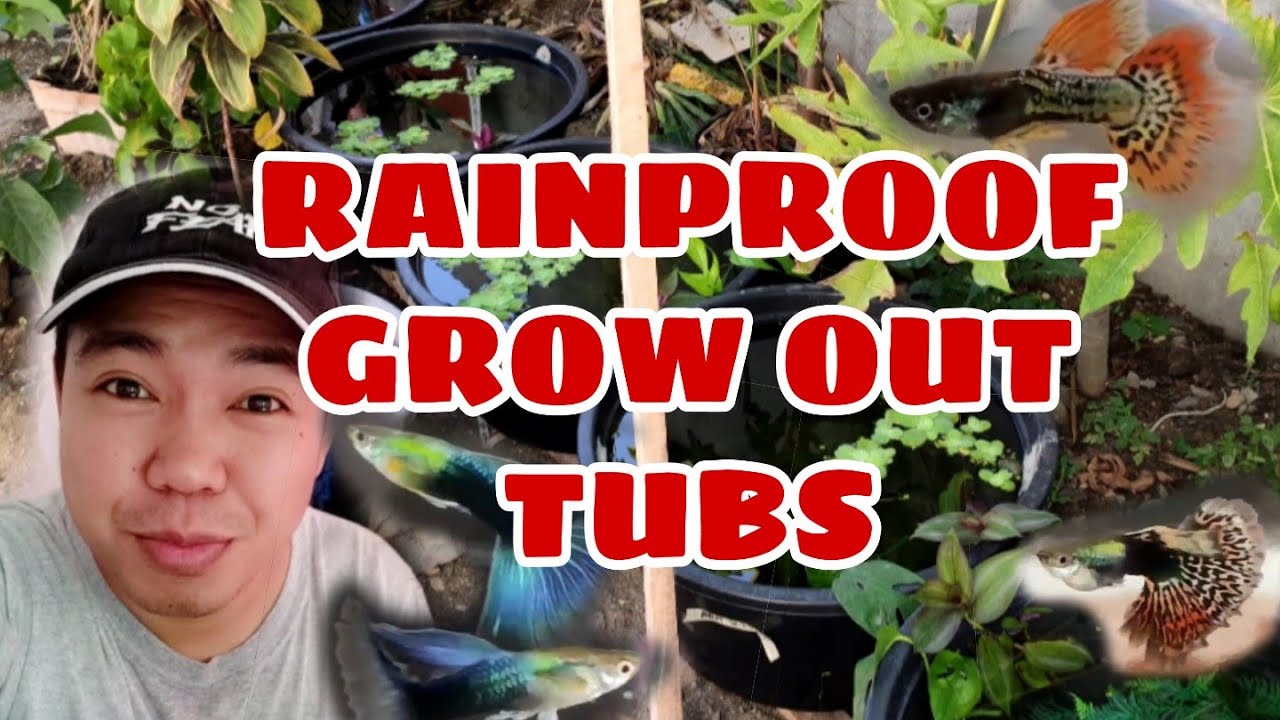 EASY OUTDOOR GROW OUT TUBS FOR GUPPY FRY - RAINPROOF + SHOUT OUTS - YouTube