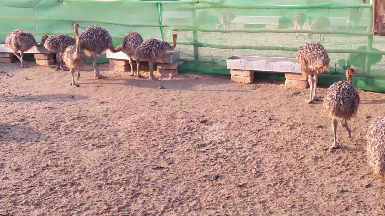 Ostrich Farming Pakistan - YouTube