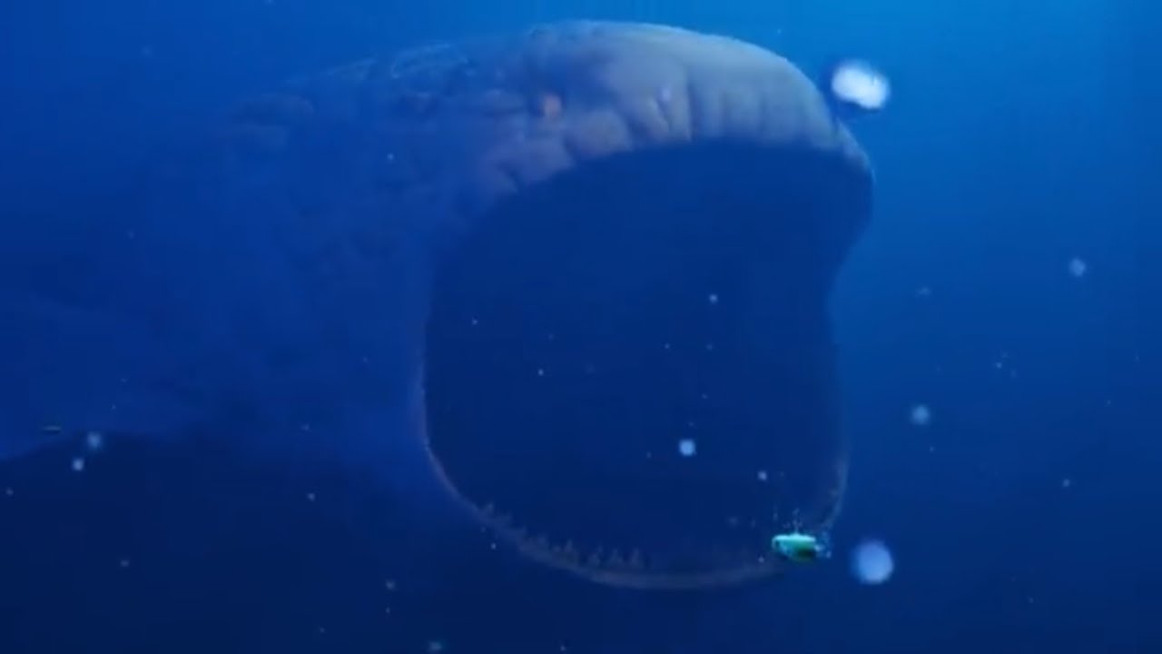 The Bloop vs El Gran Majá (@BorisaoBlois) - The Bloop Screen Time - YouTube