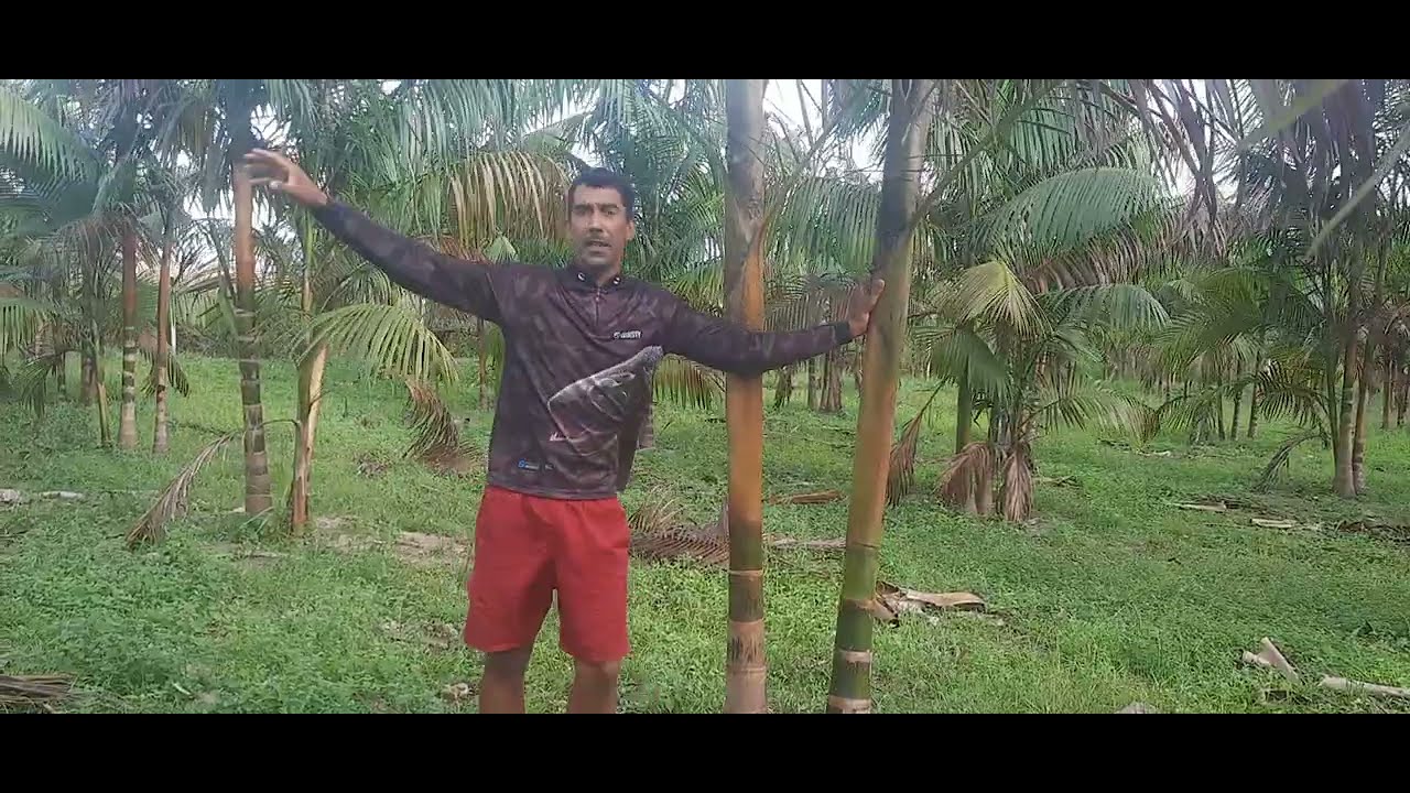 Quantas Mudas De Açaí Devo Plantar No Começo Do Plantio Dica Importante ...