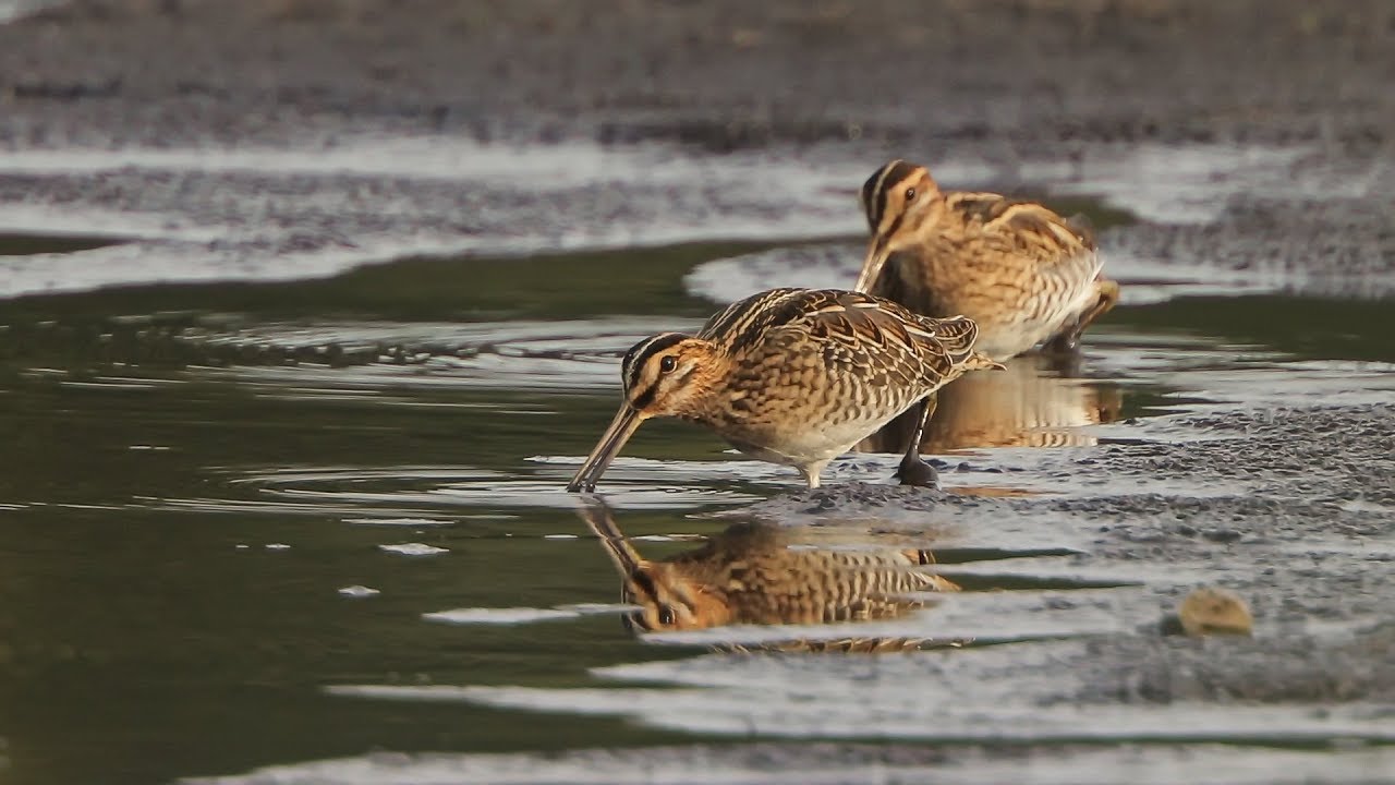 Waders on Autumn Migration - YouTube