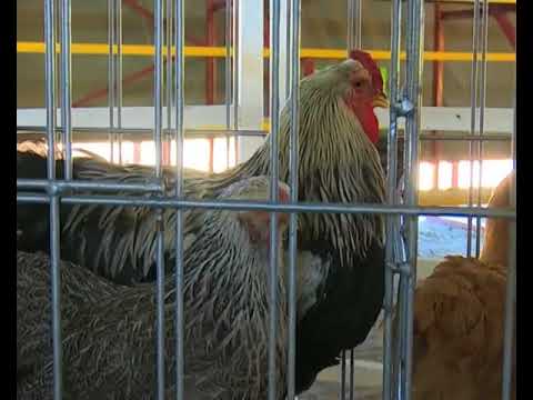 Five chicken breeds on auction-NBC - YouTube
