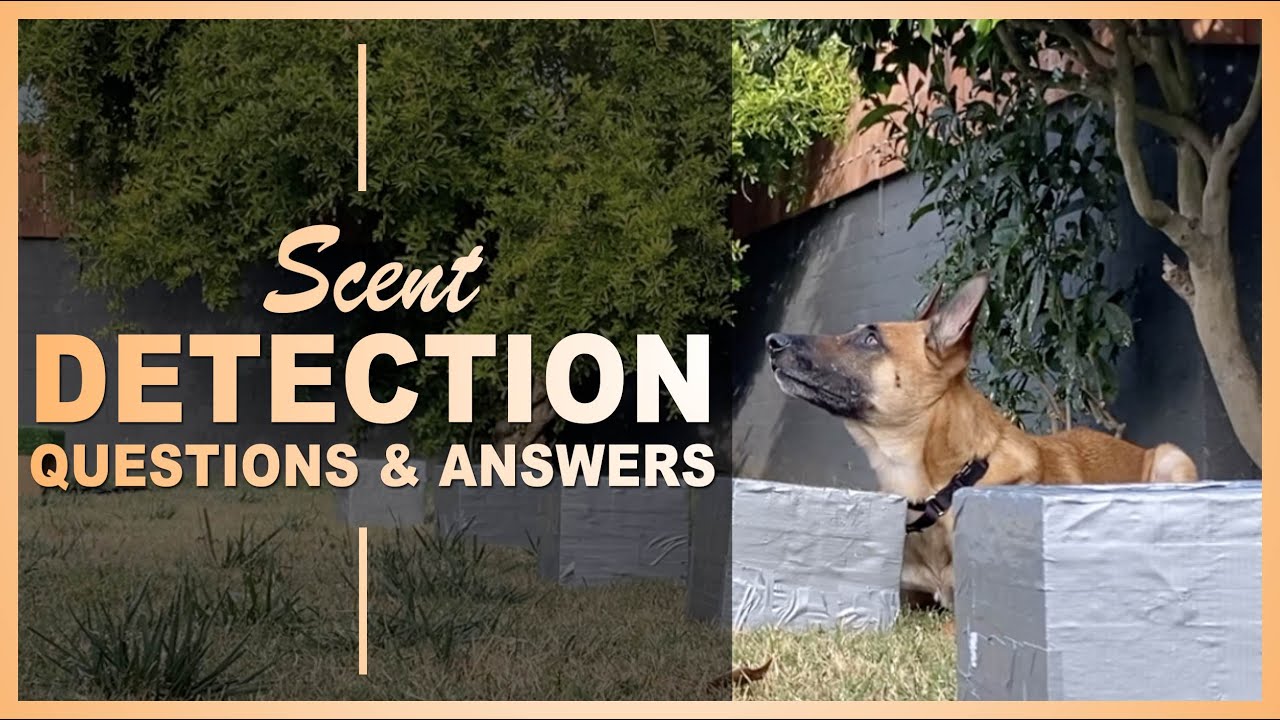 Scent Detection Training Questions & Answers. Ep 5 - YouTube