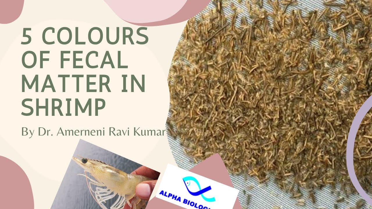 Reasons For Different Colors Of The Fecal Matter In Shrimp - YouTube
